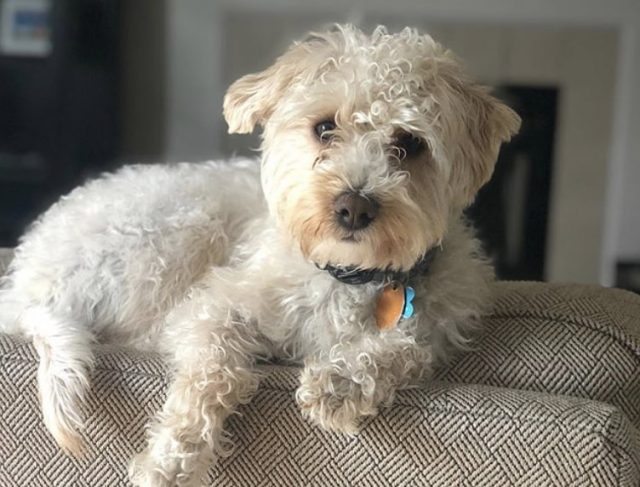 27 Cute Yorkshire Terrier Mixes - The Best Yorkie Hybrids