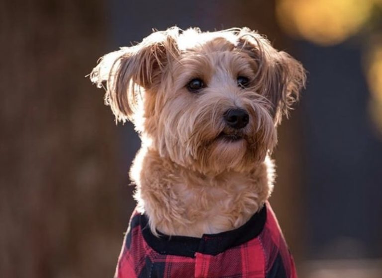 27 Cute Yorkshire Terrier Mixes - The Best Yorkie Hybrids