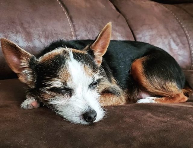 27 Cute Yorkshire Terrier Mixes - The Best Yorkie Hybrids