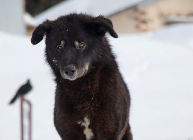 21 Native Indian Dog Breeds (All Dogs From India)