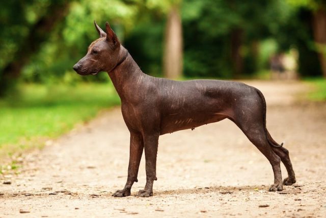 5 Native Mexican Dog Breeds: Xolo, Chihuahua & More