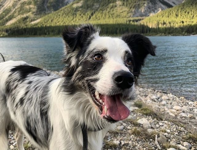 27 Amazing Australian Shepherd Mixes (Mixed Aussies)