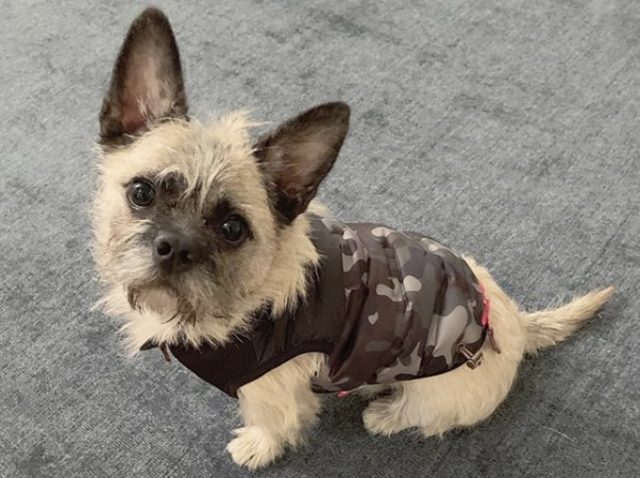 31 Best Pug Mixes - The Ultimate Pug Mix Guide