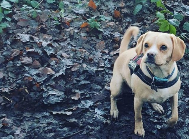 31 Best Pug Mixes - The Ultimate Pug Mix Guide