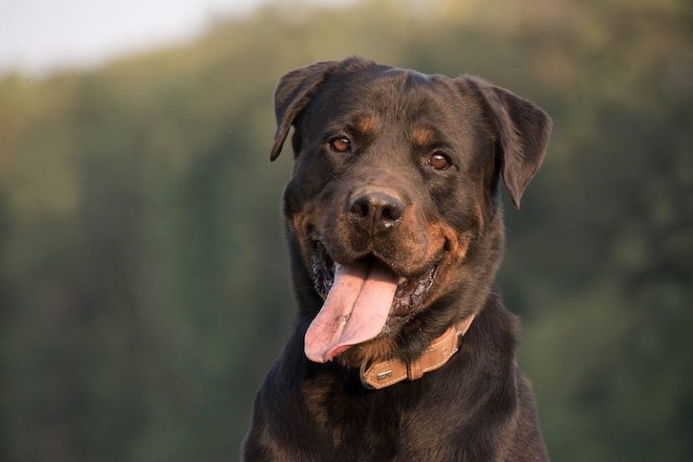 Do Rottweilers Have Tails? - The Truth on Tail Docking