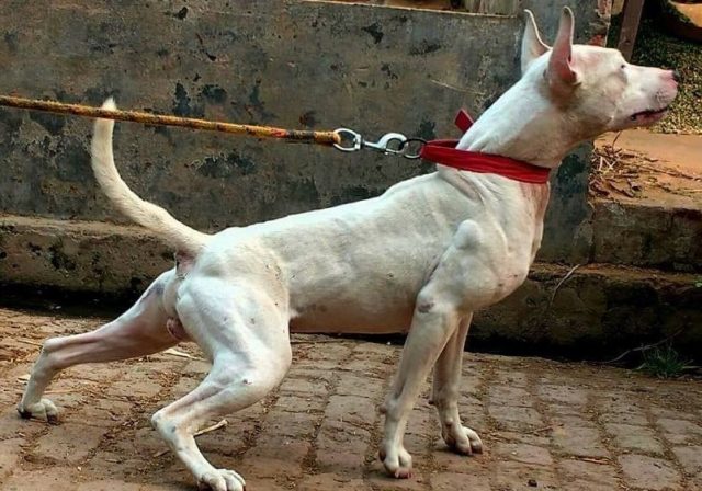 21 Native Indian Dog Breeds (All Dogs From India)