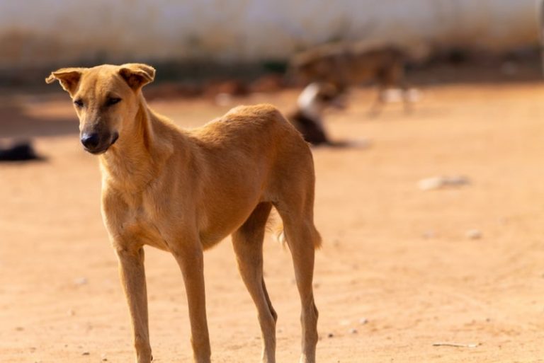 21 Native Indian Dog Breeds (All Dogs From India)