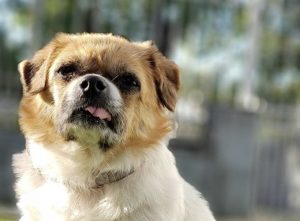 31 Best Pug Mixes - The Ultimate Pug Mix Guide