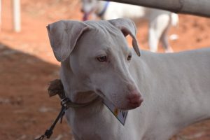 21 Native Indian Dog Breeds (All Dogs From India)