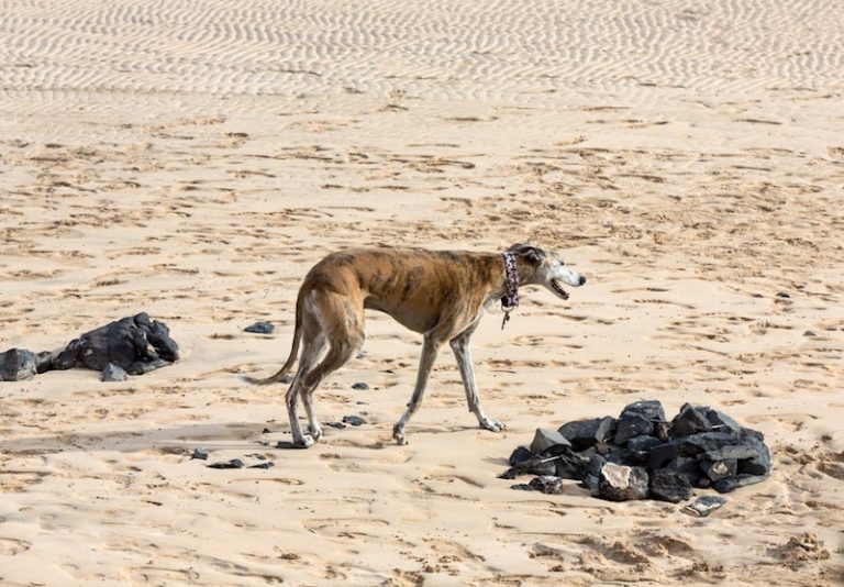 21 Native Indian Dog Breeds (All Dogs From India)