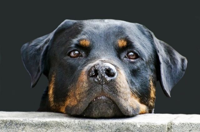 Do Rottweilers Shed? - Rottie Shedding & Grooming Guide