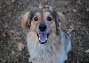 27 Amazing Australian Shepherd Mixes (Mixed Aussies)