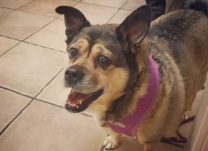 31 Best Pug Mixes - The Ultimate Pug Mix Guide