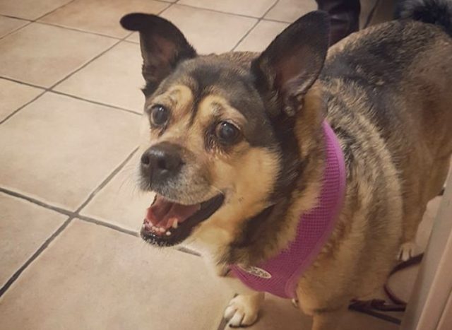 31 Best Pug Mixes - The Ultimate Pug Mix Guide