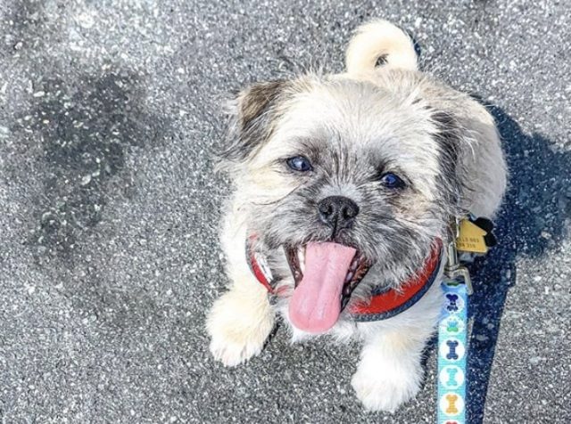 31 Best Pug Mixes - The Ultimate Pug Mix Guide