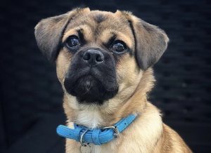 31 Best Pug Mixes - The Ultimate Pug Mix Guide