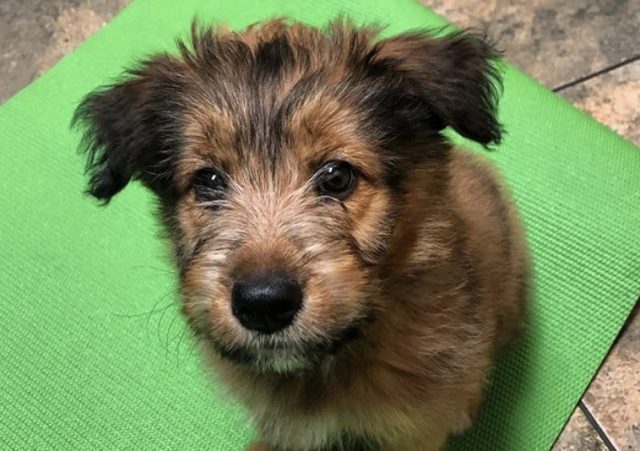 27 Amazing Australian Shepherd Mixes (Mixed Aussies)