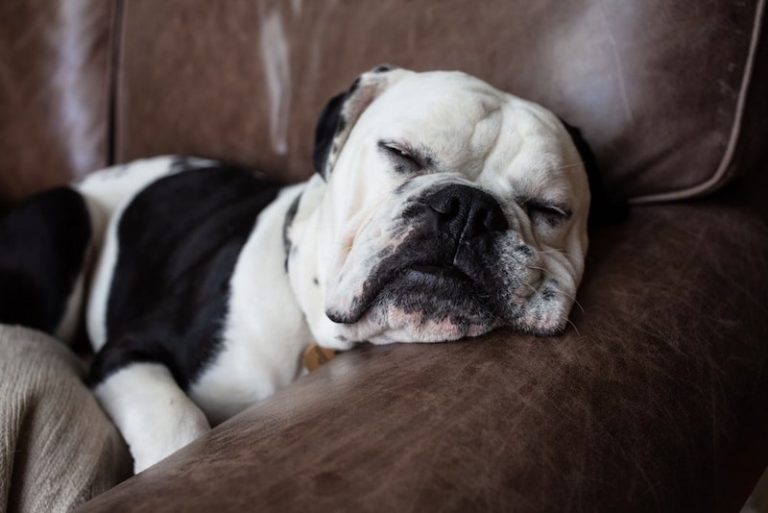 15 Types of Bulldogs: An Owner's Guide to Bully Breeds