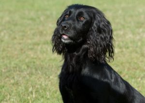 30 Superb Spaniel Breeds - Here's Every Spaniel Dog