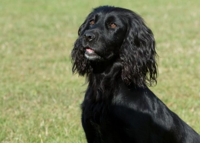 30 Superb Spaniel Breeds - Here's Every Spaniel Dog