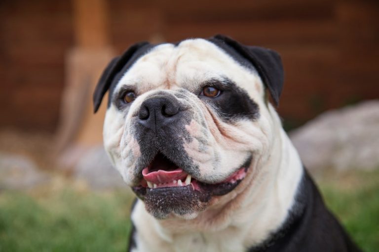 15 Types of Bulldogs: An Owner's Guide to Bully Breeds