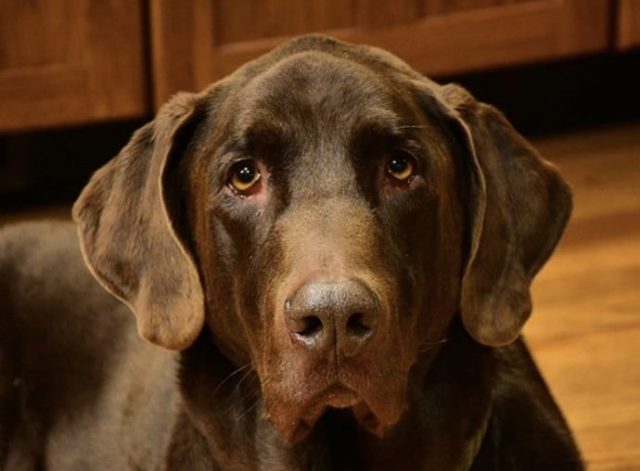 26 Dazzling Doberman Pinscher Mixes (Dobe Hybrids)