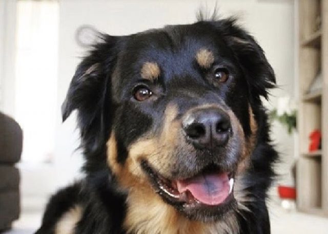31 Radiant Rottweiler Mixes - The Ultimate Rottie Mix Guide