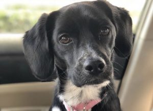 41 Loving Labrador Mixes: The Ultimate Lab Mix Guide