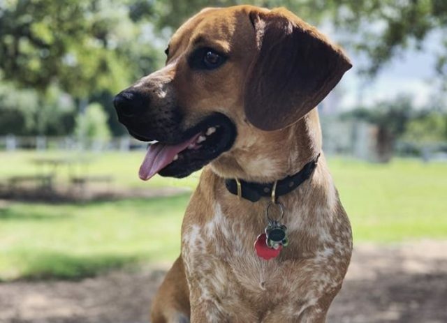 20 Beautiful Blue Heeler Mixes: The Best Cattle Dog Mixes