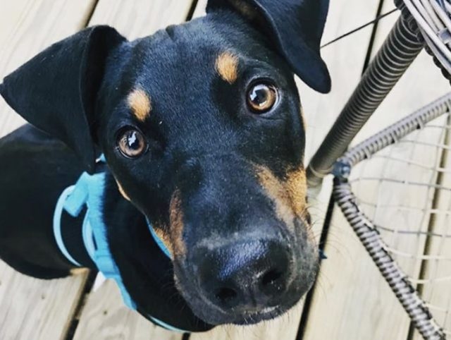 26 Dazzling Doberman Pinscher Mixes (Dobe Hybrids)