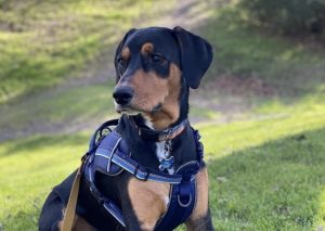 26 Dazzling Doberman Pinscher Mixes (Dobe Hybrids)