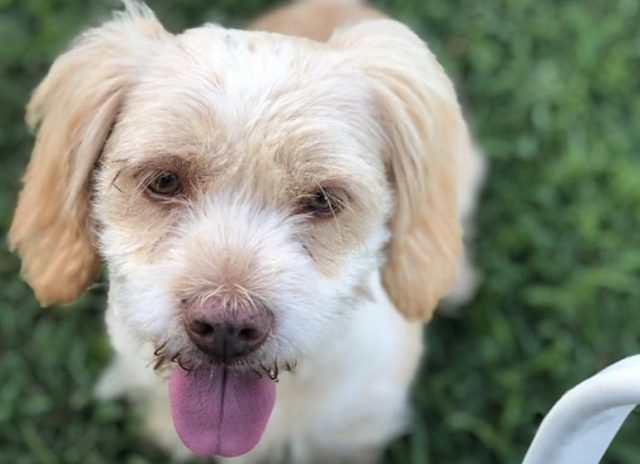 29 Marvelous Maltese Mixes (Best Maltese Hybrids)