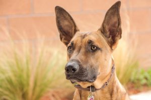 27 Best Shepherd Dog Breeds (A Guide to Shepherd Dogs)