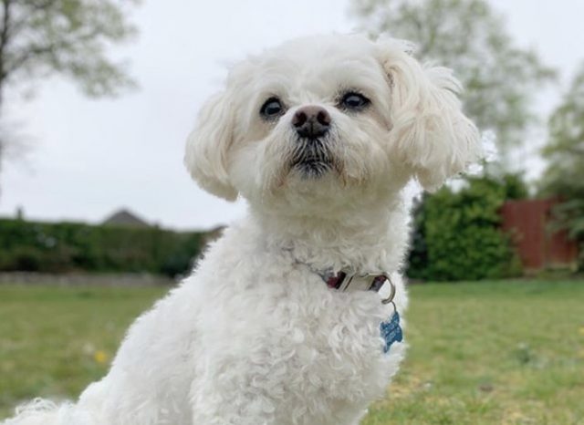 29 Marvelous Maltese Mixes (Best Maltese Hybrids)