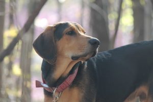 26 Dazzling Doberman Pinscher Mixes (Dobe Hybrids)