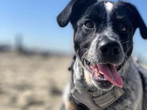 41 Loving Labrador Mixes: The Ultimate Lab Mix Guide