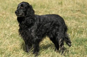 30 Superb Spaniel Breeds - Here's Every Spaniel Dog