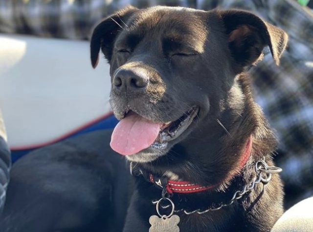 41 Loving Labrador Mixes: The Ultimate Lab Mix Guide