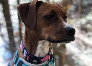 26 Dazzling Doberman Pinscher Mixes (Dobe Hybrids)