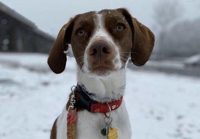 32 Most Bizarre Beagle Mixes - A Guide to Mixed Beagles