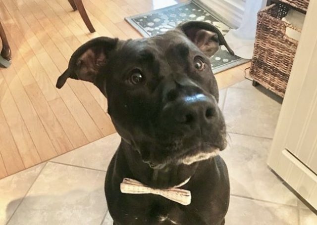 41 Loving Labrador Mixes: The Ultimate Lab Mix Guide