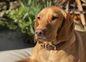 41 Loving Labrador Mixes: The Ultimate Lab Mix Guide