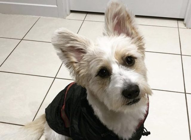 29 Marvelous Maltese Mixes (Best Maltese Hybrids)