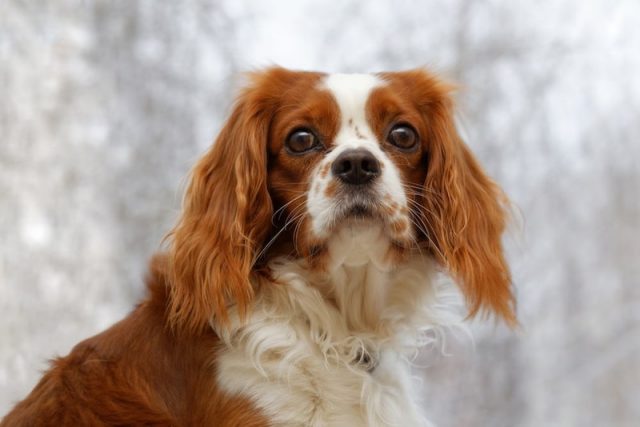 25 Superb Spaniel Breeds: A Complete List of Spaniel Dogs