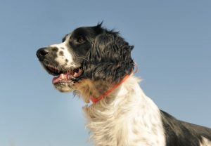 30 Native French Dog Breeds (Best Dogs of France)