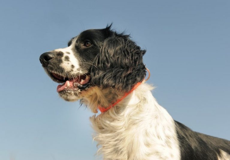 25 Superb Spaniel Breeds: A Complete List of Spaniel Dogs