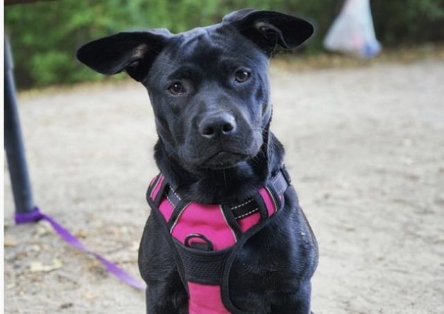 41 Loving Labrador Mixes: The Ultimate Lab Mix Guide