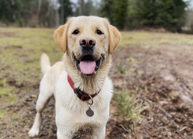 41 Loving Labrador Mixes: The Ultimate Lab Mix Guide