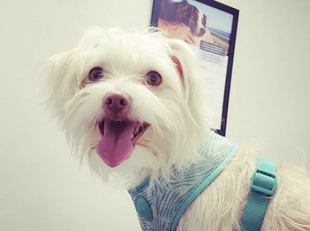 34 Classic Chihuahua Mixes - Find the Best Chihuahua Mix