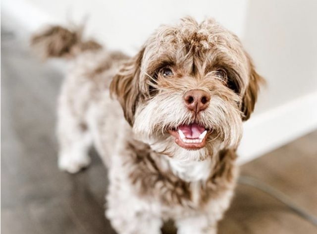 29 Marvelous Maltese Mixes (Best Maltese Hybrids)